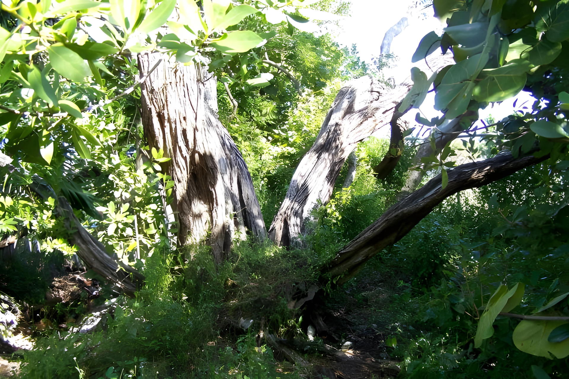Key West Tropical Forest & Botanical Garden