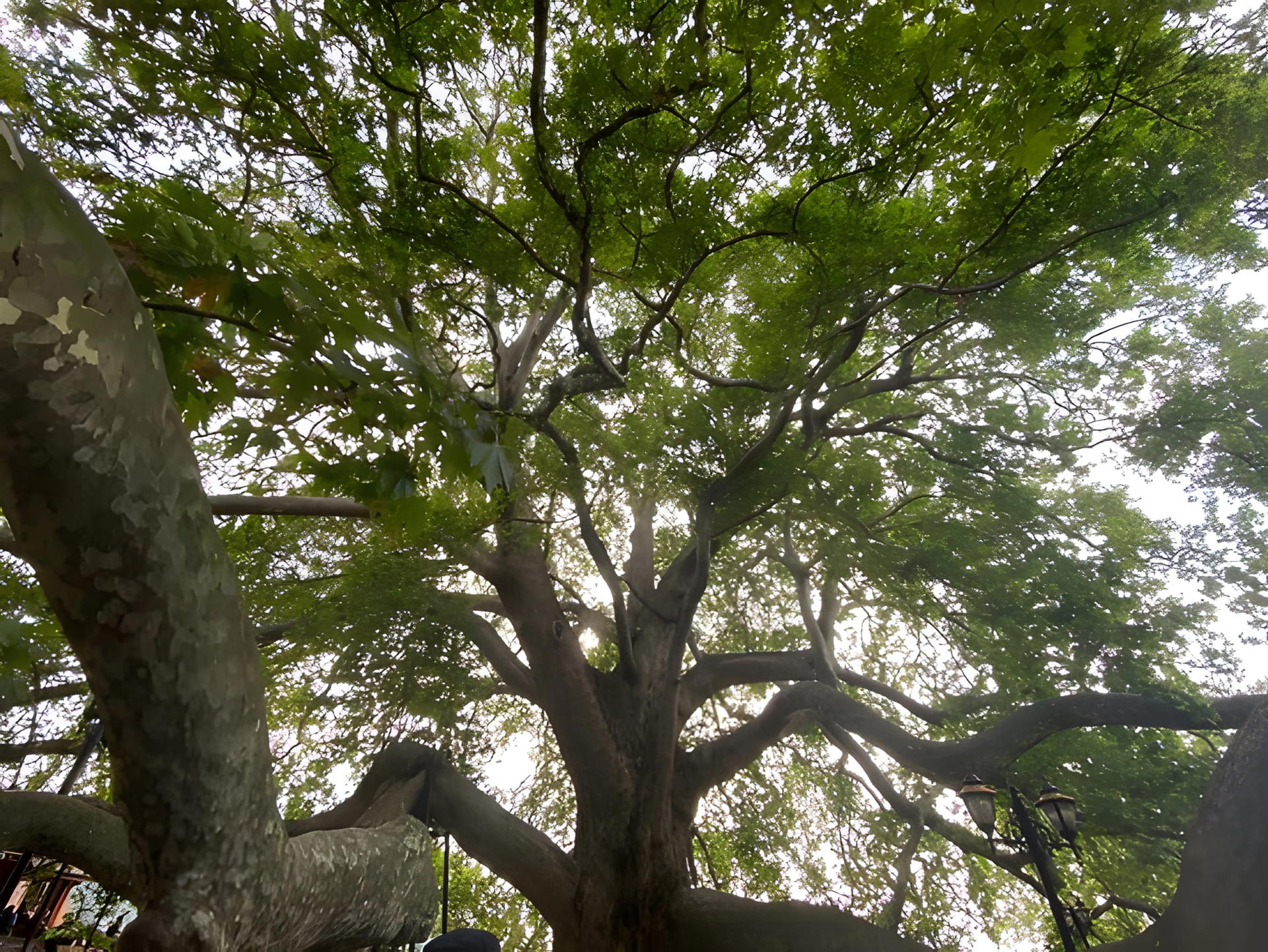 İnkaya Historical Plane Tree